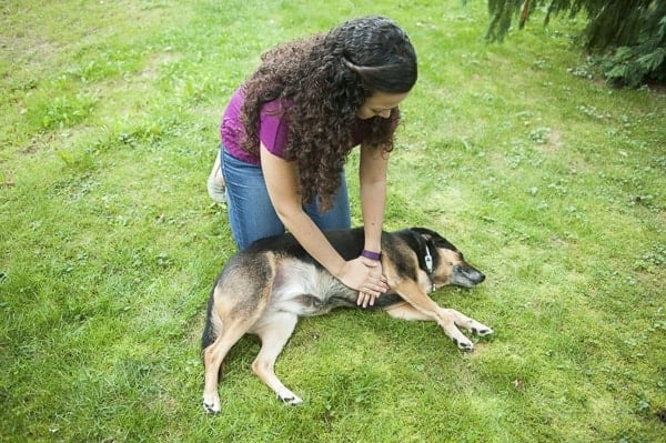 “ABC” Steps to Perform CPR on A Dog – CleverPuppyTraining.com